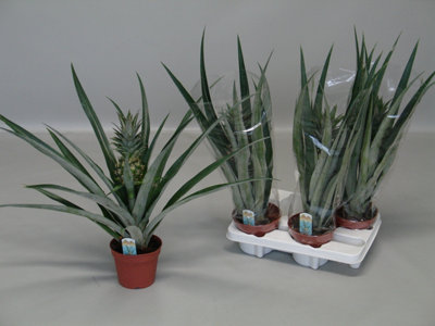Ananas Champaca, 14cm Pot Size, 50cm Tall, Pineapple, Indoor Houseplant