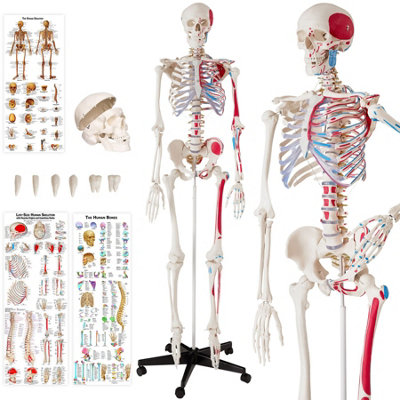 Anatomic Skeleton in Life Size with Mobile Joints, Wheeled Stand and 3 ...