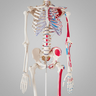 Anatomic Skeleton in Life Size with Mobile Joints, Wheeled Stand and 3 ...