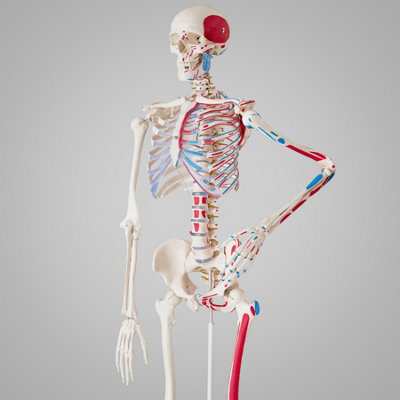 Anatomic Skeleton in Life Size with Mobile Joints, Wheeled Stand and 3 ...