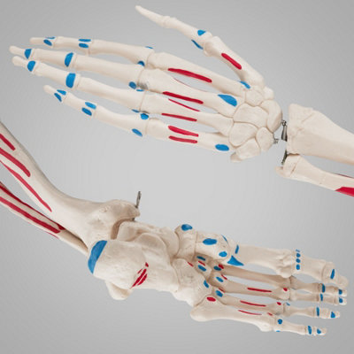 Anatomic Skeleton in Life Size with Mobile Joints, Wheeled Stand and 3 ...