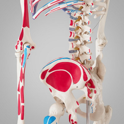 Anatomic Skeleton in Life Size with Mobile Joints, Wheeled Stand and 3 ...