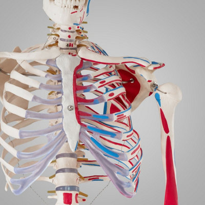 Anatomic Skeleton in Life Size with Mobile Joints, Wheeled Stand and 3 ...