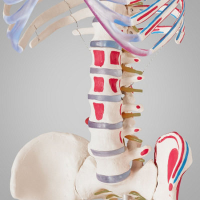 Anatomic Skeleton in Life Size with Mobile Joints, Wheeled Stand and 3 ...