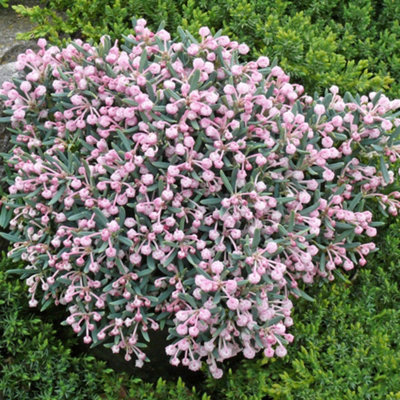Andromeda Compacta - Pink Blooms, Compact Size (15-30cm Height ...