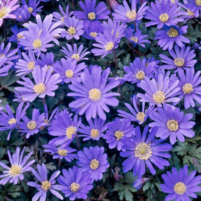 Anemone Blanda Blue Flowering Bulbs - Delicate Blue Blooms (25 Pack)