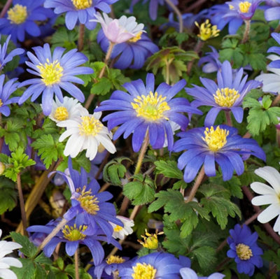 Anemone Blanda Mixed 50 Spring Flowering Bulbs