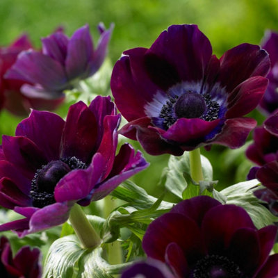 Anemone coronaria Meron Bordeaux - Rich Maroon Spring Perennial Tuber ...