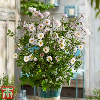 Anemone Frilly Knickers 3 Jumbo Plug Plants (30mm) | DIY at B&Q