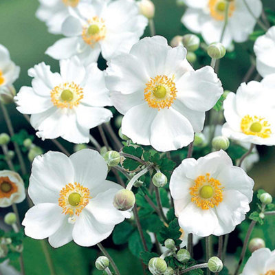 Anemone Honrine Jobert 3 Litre Potted Plant x 3 | DIY at B&Q