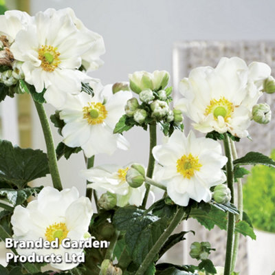 Anemone hybrida Andrea Atkinson 3 Litre Potted Plants x 1