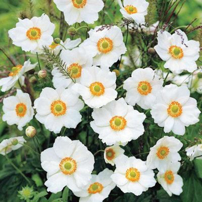 Anemone Hybrida Honorine Jobert 9cm Potted Plant x 1