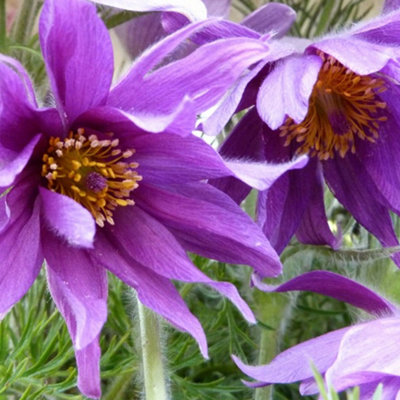 Anemone Pulsatilla 1 Litre Potted Plant x 2