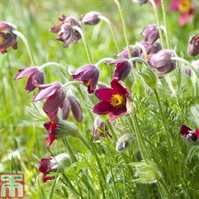 Anemone Pulsatilla Vulgaris Red 1 Litre Potted Plant x 2