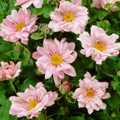 Anemone Queen Charlotte - Elegant Pale Pink Blooms, Moderate Height (15 ...