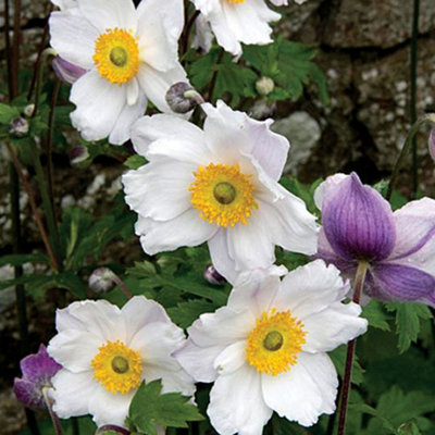 Anemone Ruffled Swan - Graceful Ruffled White Blooms, Compact Size (15 ...
