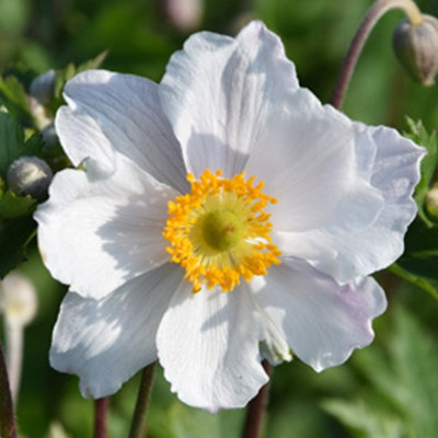 Anemone Ruffled Swan - Graceful Ruffled White Blooms, Compact Size (15 ...