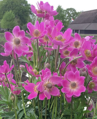 Anemone Spring Beauty Pink - 3 plants in 9cm pots