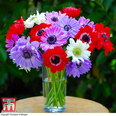 Anemone St Brigid Doubles 150 Bulbs | DIY at B&Q