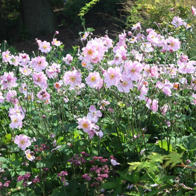 Anemone x Hybrida Königin Charlotte Japanese Anemone 9cm Pot Perennial ...