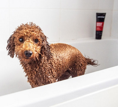 Animology Dogs Body Shampoo 250ml - Pack of 6