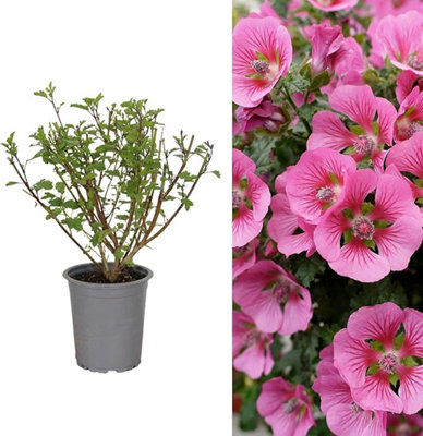 Anisodontea Capensis - Cape Mallow Plant - Flowering Garden Plant 15 ...