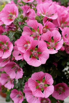 Anisodontea Capensis - Cape Mallow Plant - Flowering Garden Plant 15 ...