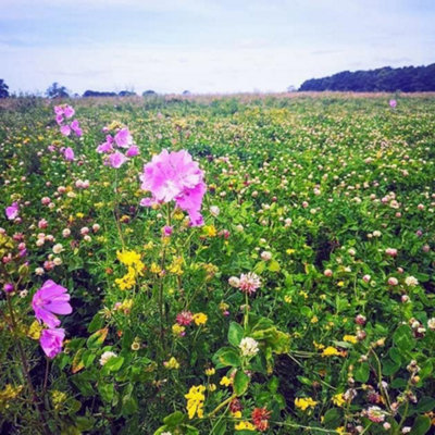 Annual Wildflowers UK Seeds AB1 Nectar Flower Seed Mix Grow Your Own ...