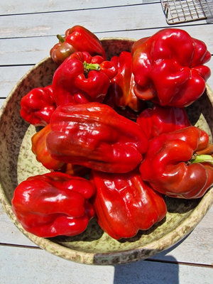 Antep ACI Dolma Chilli Seeds - 10 Fresh Seeds