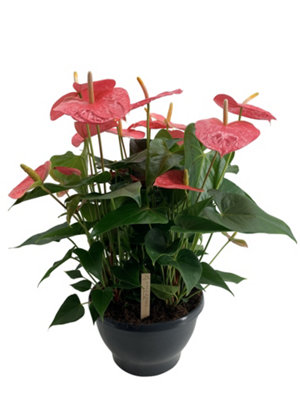 Anthu An Colorado, 30cm Pot Size, 70cm Tall, Sagebrush, Indoor Houseplant