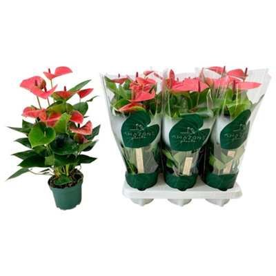 Anthu An Sweet Dream, 12cm Pot Size, 35cm Tall, Hydrangea, Indoor ...