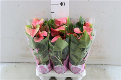 ANTHU AN SWEET DREAM MORELIPS, 9CM POT SIZE, 25CM TALL, GERANIUM ...