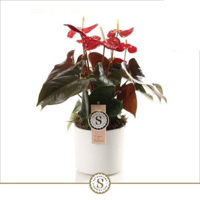 Anthu St Coral Champion Kerami, 12cm Pot Size, 40cm Tall, Anthurium ...