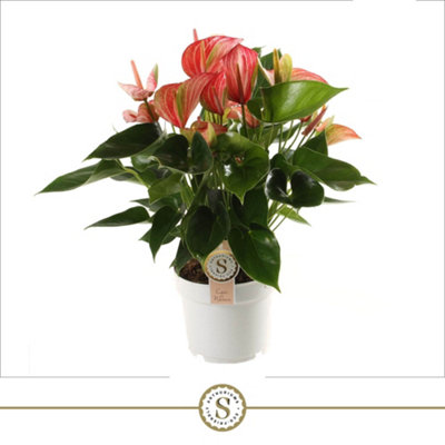 Anthu St Livium Red, 17cm Pot Size, 55cm Tall, Anthurium, Indoor Houseplant