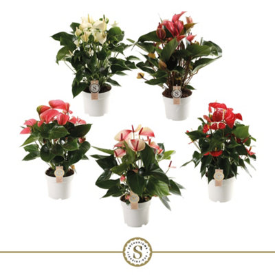Anthu St Mixed, 17cm Pot Size, 60cm Tall, Petunia, Indoor Houseplant