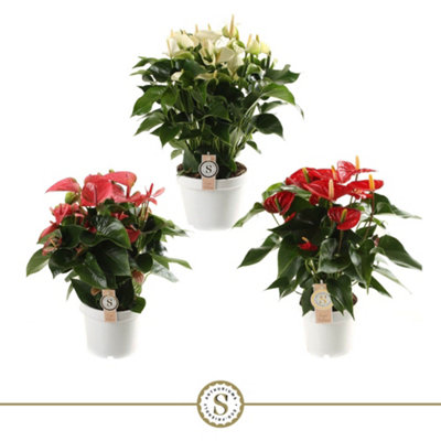 Anthu St Mixed, 21cm Pot Size, 65cm Tall, Snapdragon, Live Plants