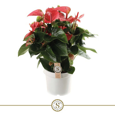 Anthu St Pink Champion, 21cm Pot Size, 65cm Tall, Petunia, Indoor ...