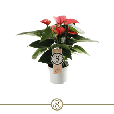 Anthu St Pink Champion, 9cm Pot Size, 30cm Tall, Flaming Katy, Indoor ...