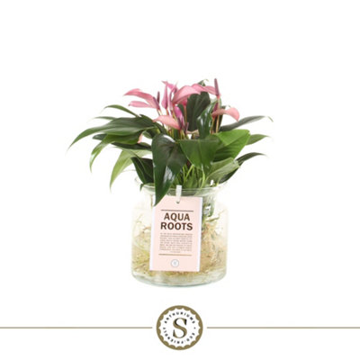 Anthu St Zizou Glas Aqua Roots, 12cm Pot Size, 40cm Tall, Zinnia ...