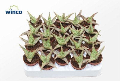 Anthurium (andreanum Grp) Esse, 12cm Pot Size, 35cm Tall, Esserium ...