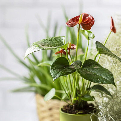 Anthurium Diamond Red in 9cm Pot - Flamingo Flower - Exotic Indoor Plant
