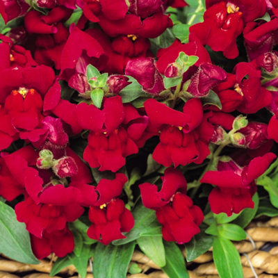 Antirrhinum Appeal Red - Snapdragon Garden Ready Bedding Plants 6 Pack