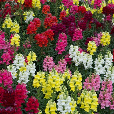 Antirrhinum Mixed Bedding Plants 1 x 6 Pack - Vibrant Snapdragon Summer ...