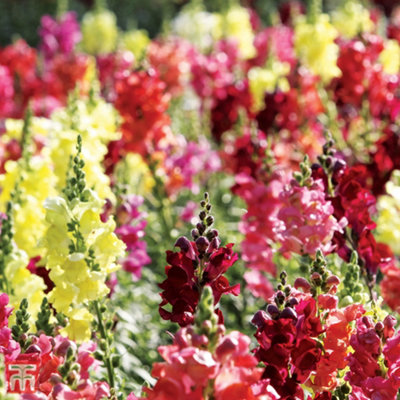 Antirrhinum Nanum Dwarf Bedding Mixed 1 Seed Packet (3000 Seeds)