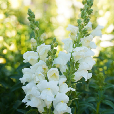 Antirrhinum White Bedding Plants 1 x 6 Pack - Vibrant Snapdragon Summer ...