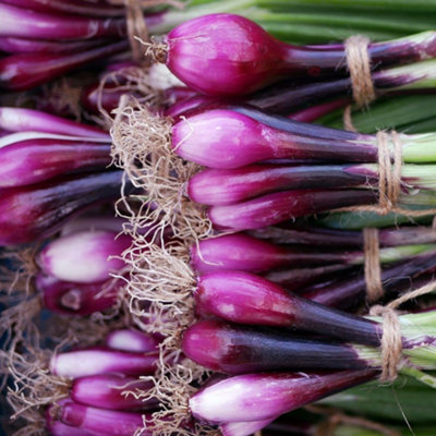 Apache Red Onion - Fast Maturing Small Space Easy Grow Nutritious - 1x ...
