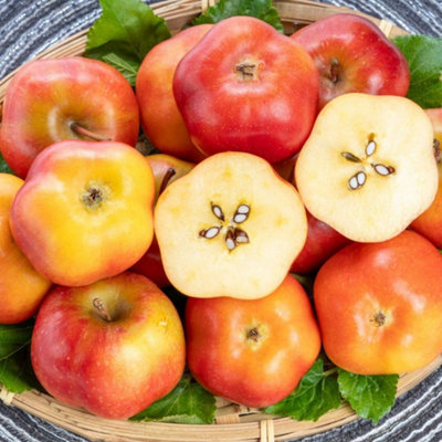 Apple Apistar - Ancient Star-Shaped Sweet & Tangy Fruit Long Keeper ...