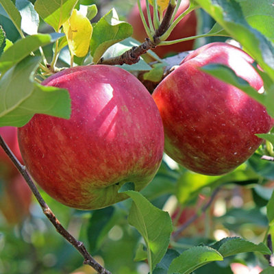 Apple Beauty Of Bath Edible Dessert Apple Outdoor Fruit Tree Bare Root ...