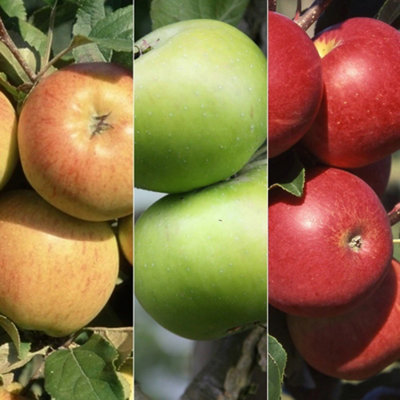 Apple Bramley Pippin Scrumptious Family Apple Outdoor Fruit Tree 12L ...