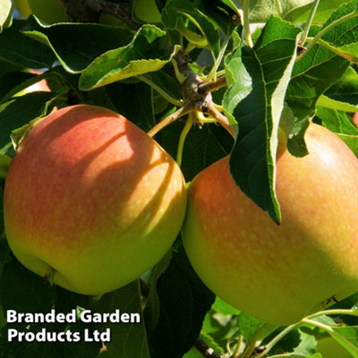 Apple Cox Orange (Self Fertile) (M26) 12 Litre Potted Plant x 1